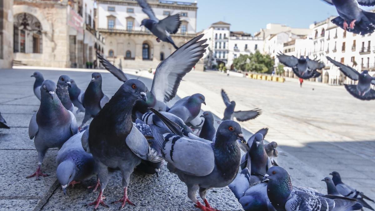 ¿POR QUÉ LAS PALOMAS SON UN PROBLEMA EN LAS GRANDES CIUDADES?